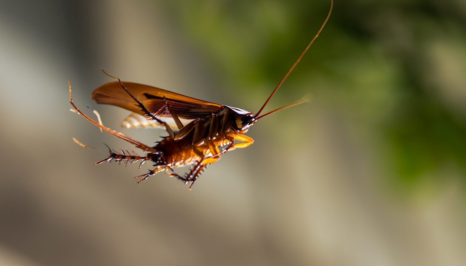 Fliegen Kakerlaken wirklich?