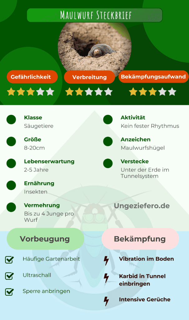 Wann Ist Der Maulwurf Aktiv