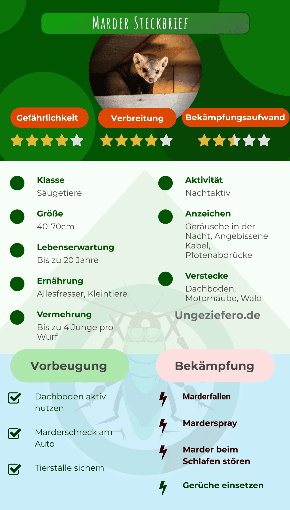 Marder Ernährungsgewohnheiten: Das musst Du wissen!