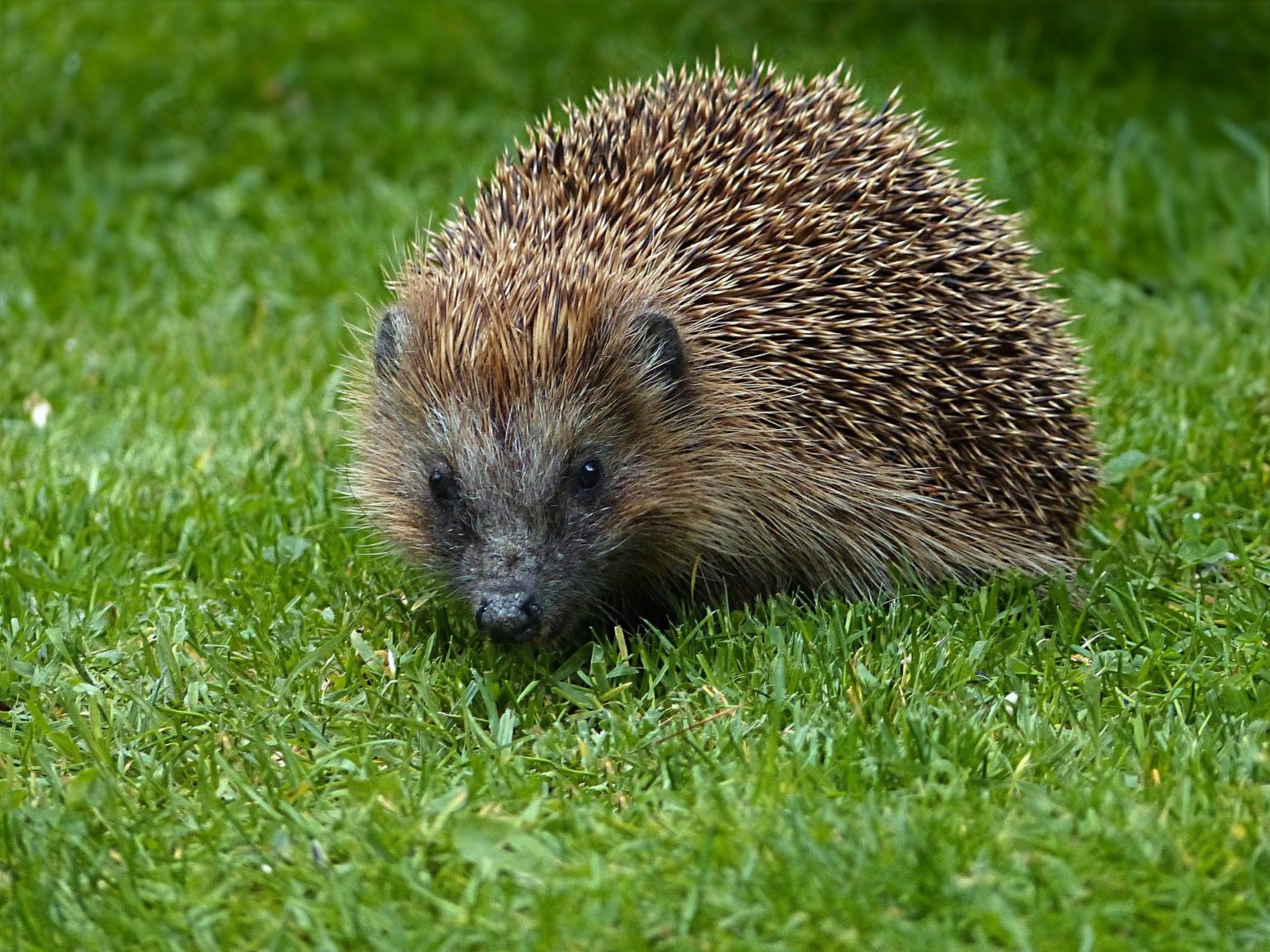 Was Du über die Igel-Paarungszeit wissen musst