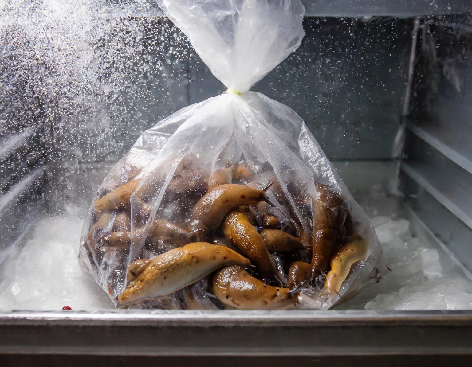 Wohin Mit Abgesammelten Schnecken