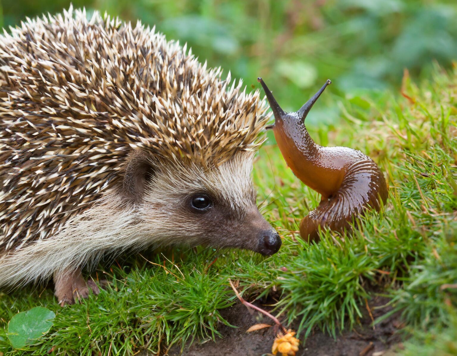 Igel als natürliche Schneckenjäger